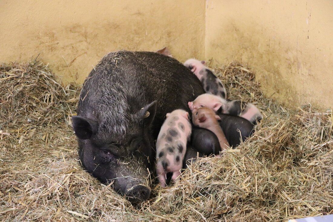 Minischwein Zuchter In Der Nahe