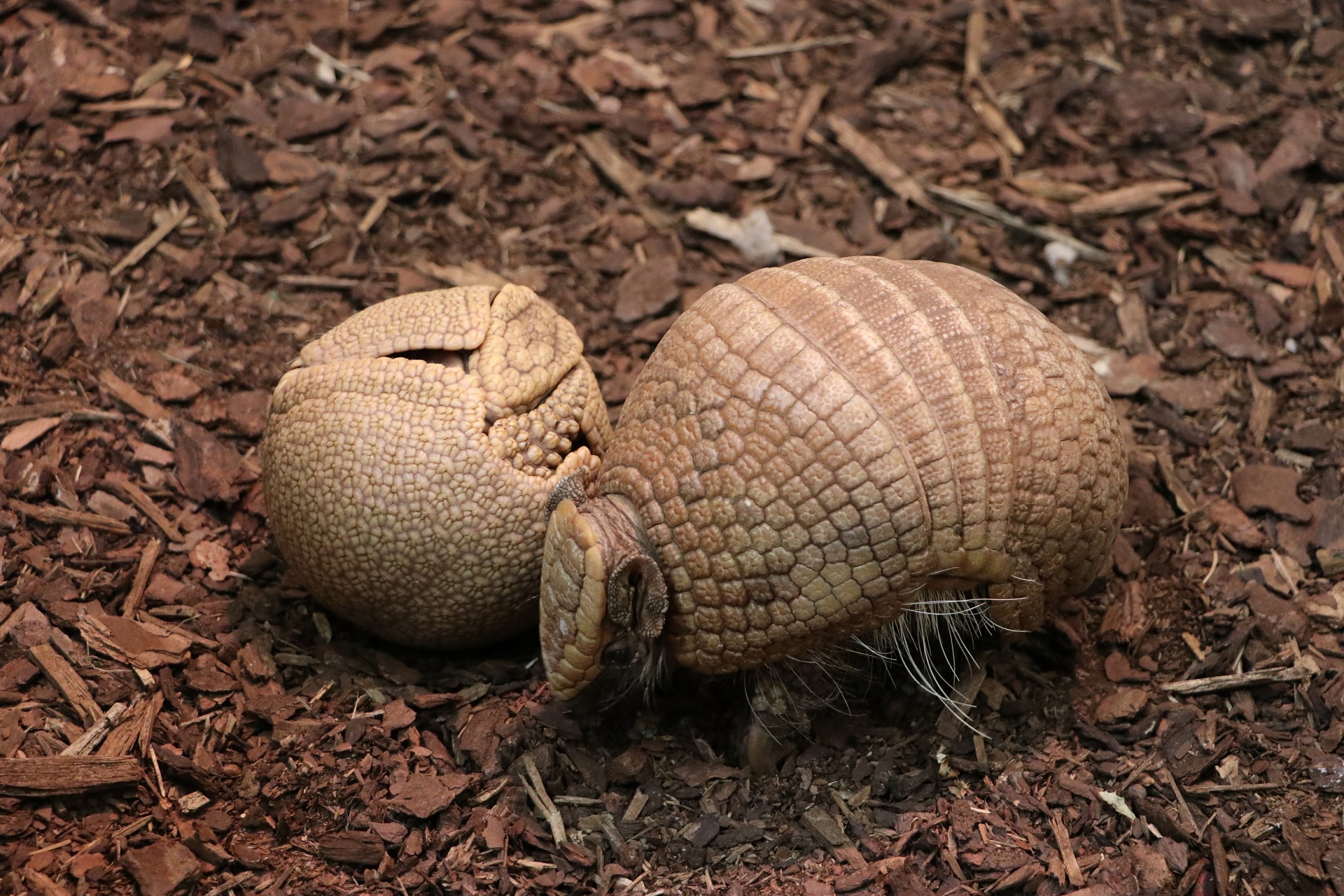 Spherical offspring in the marmoset house: Chemnitz.de