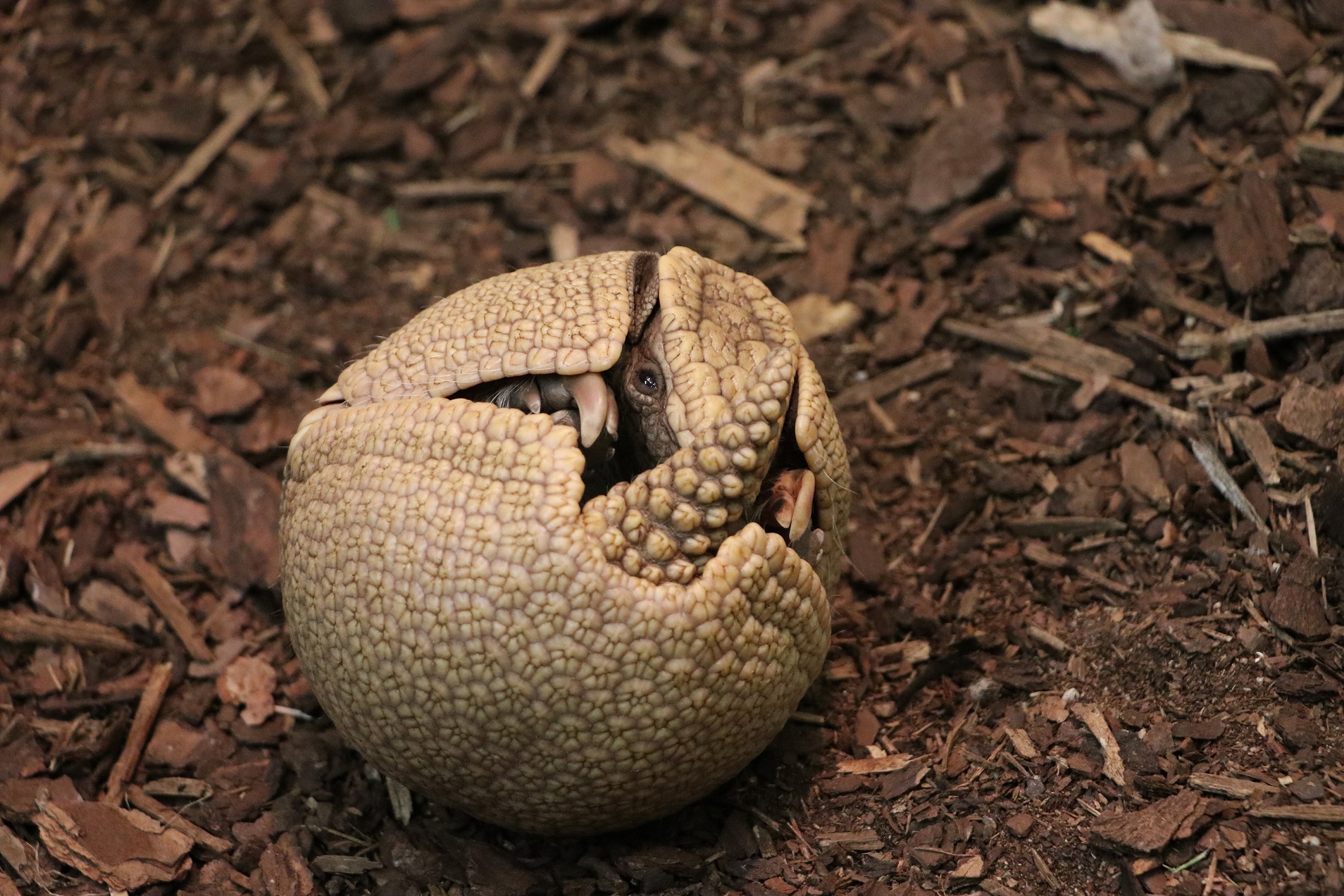 Spherical offspring in the marmoset house: Chemnitz.de