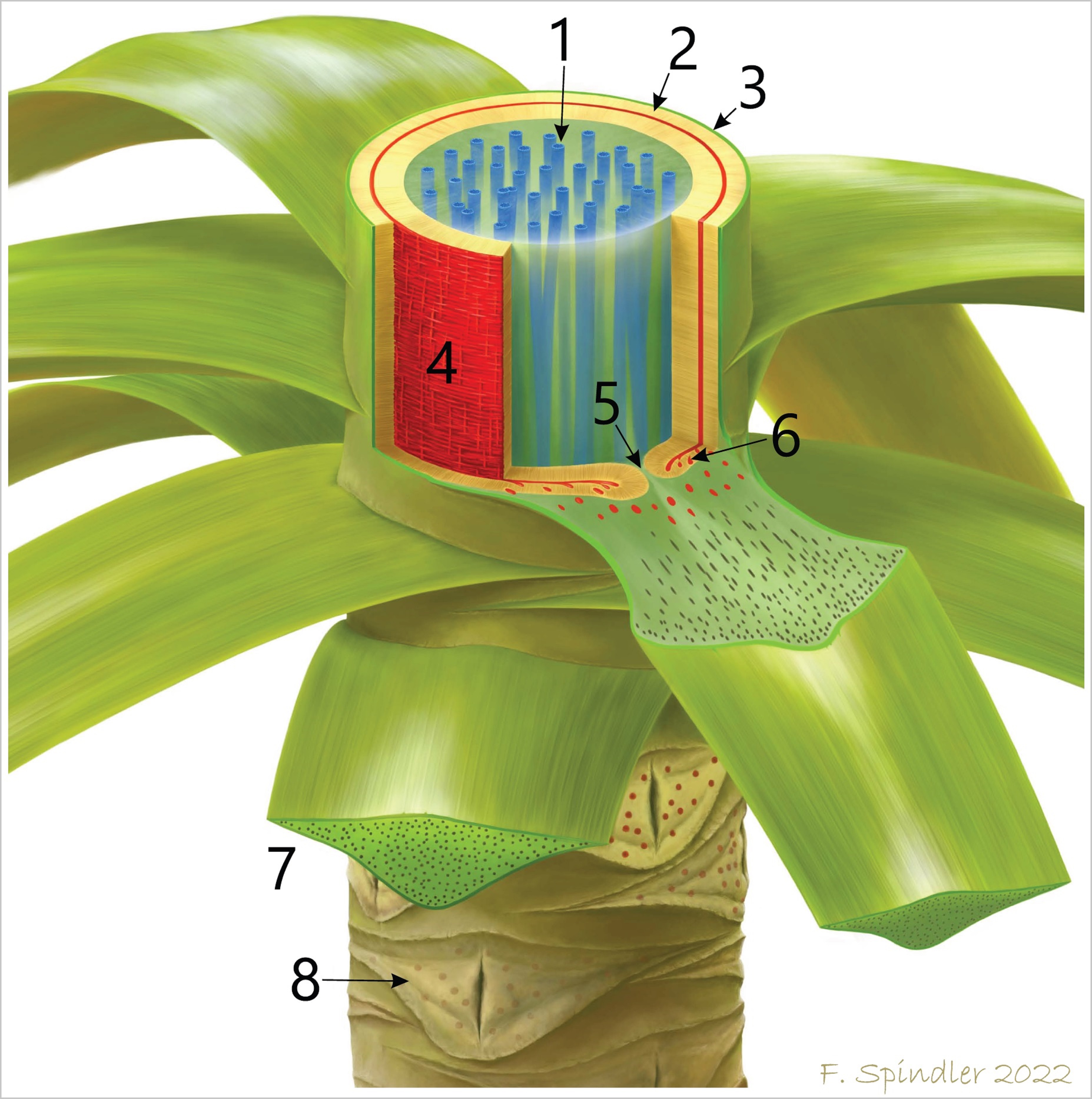 Discovery in the Petrified Forest: Chemnitz.de