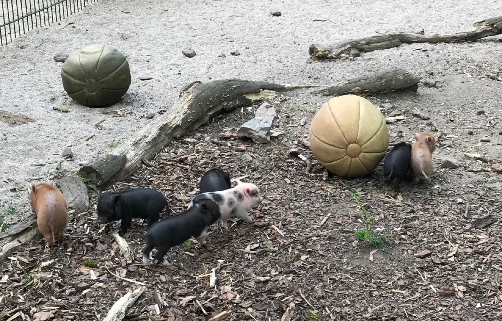 Chemnitz Zoo: Seven in one go: Chemnitz.de