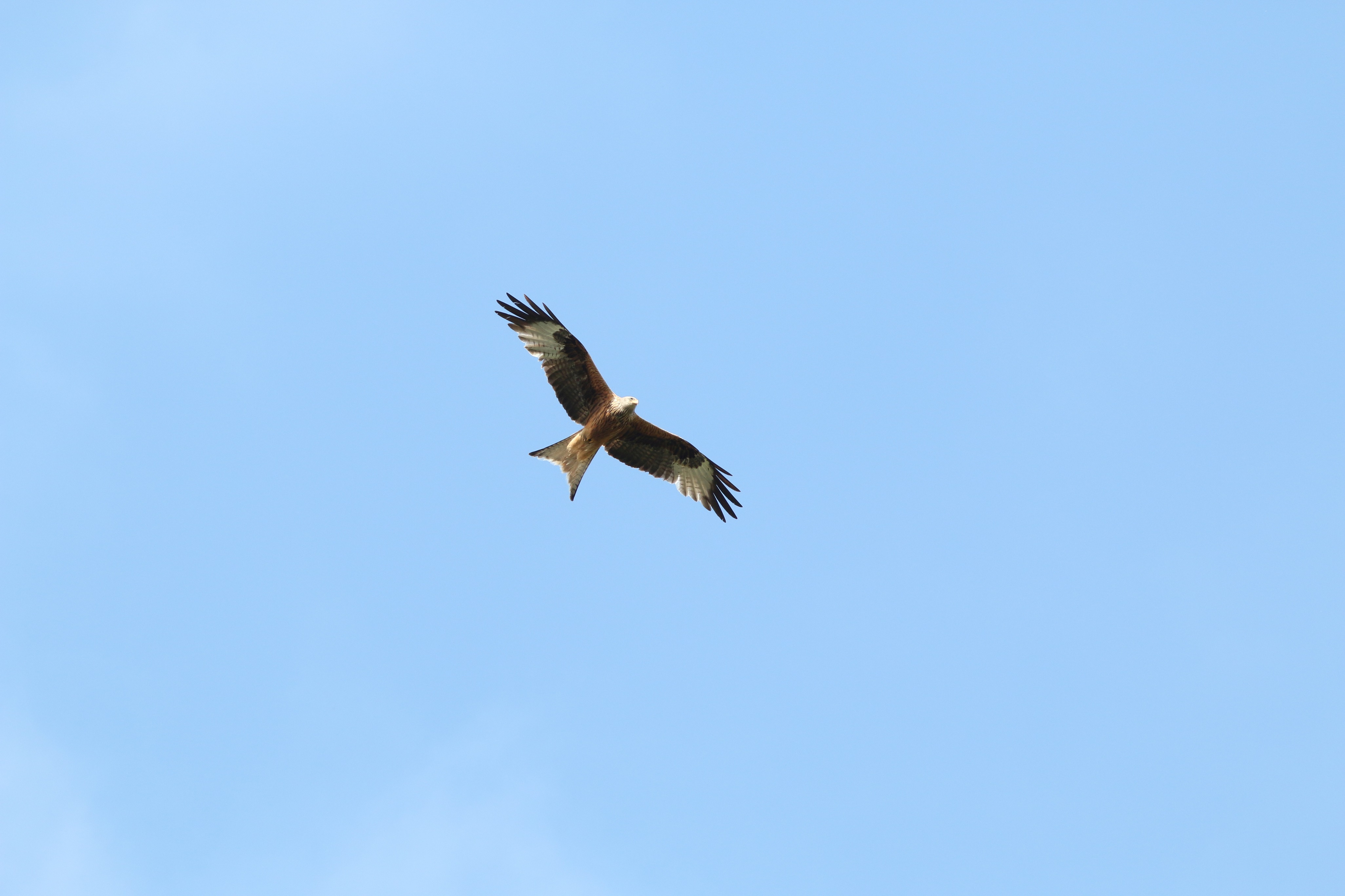 Red kite pair massively disturbed during the breeding season: Chemnitz.de