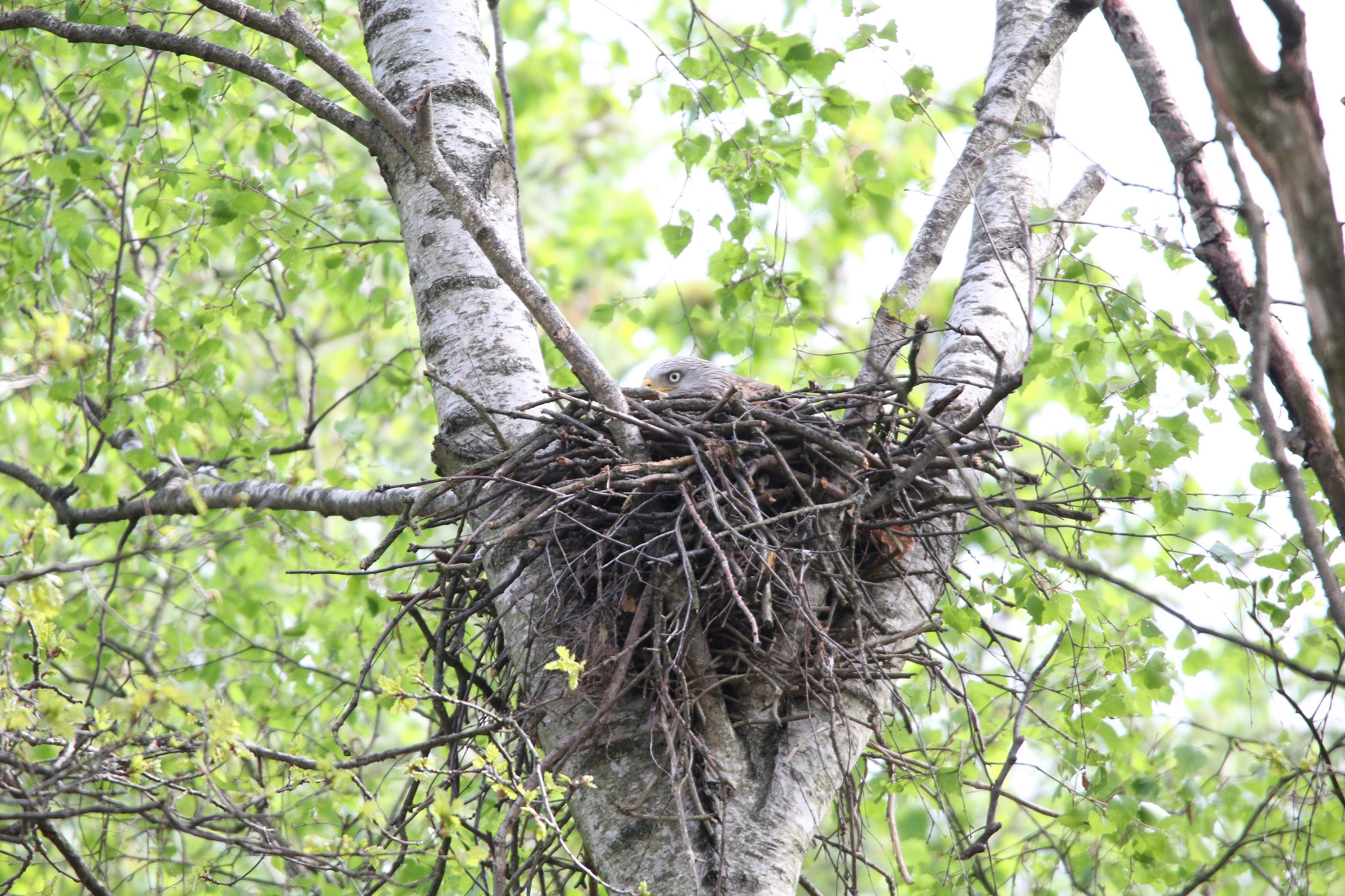 Red kite pair massively disturbed during the breeding season: Chemnitz.de