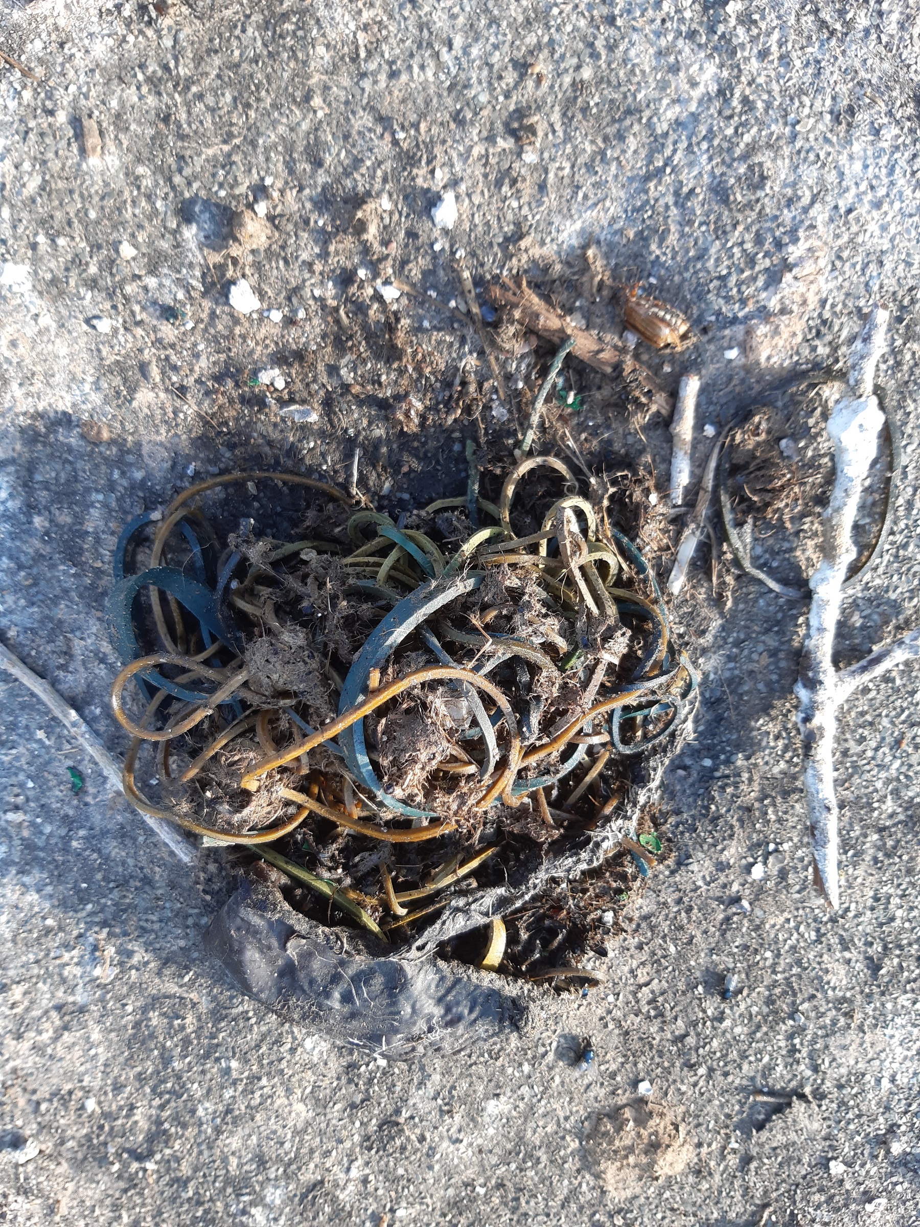 Chemnitz young storks die on rubber rings: Chemnitz.de