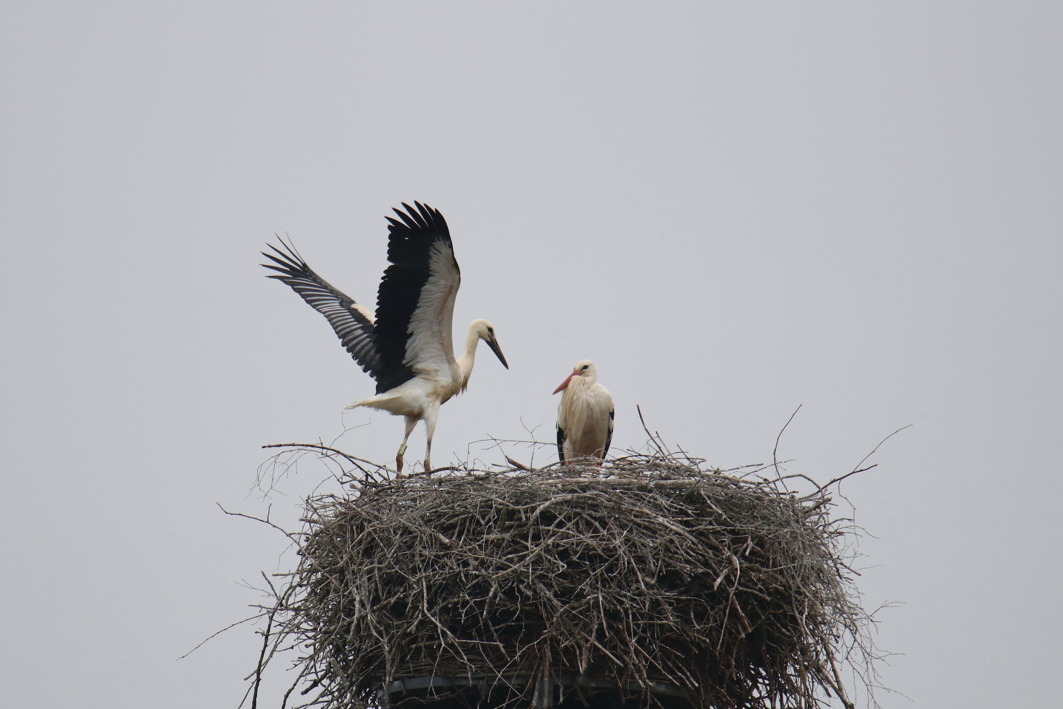 Chemnitz young storks die on rubber rings: Chemnitz.de