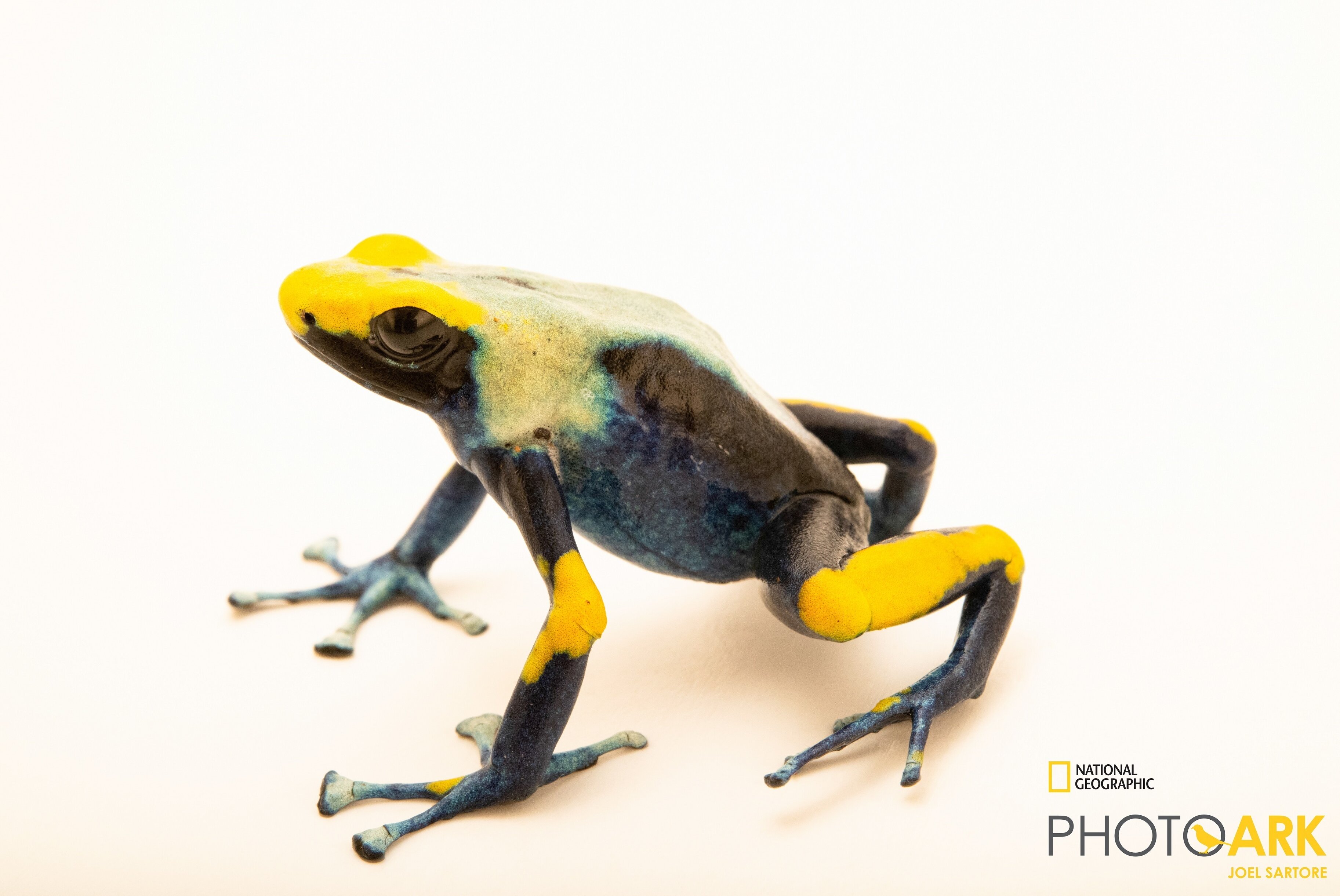 Animals from Chemnitz Zoo are part of a special species conservation ...