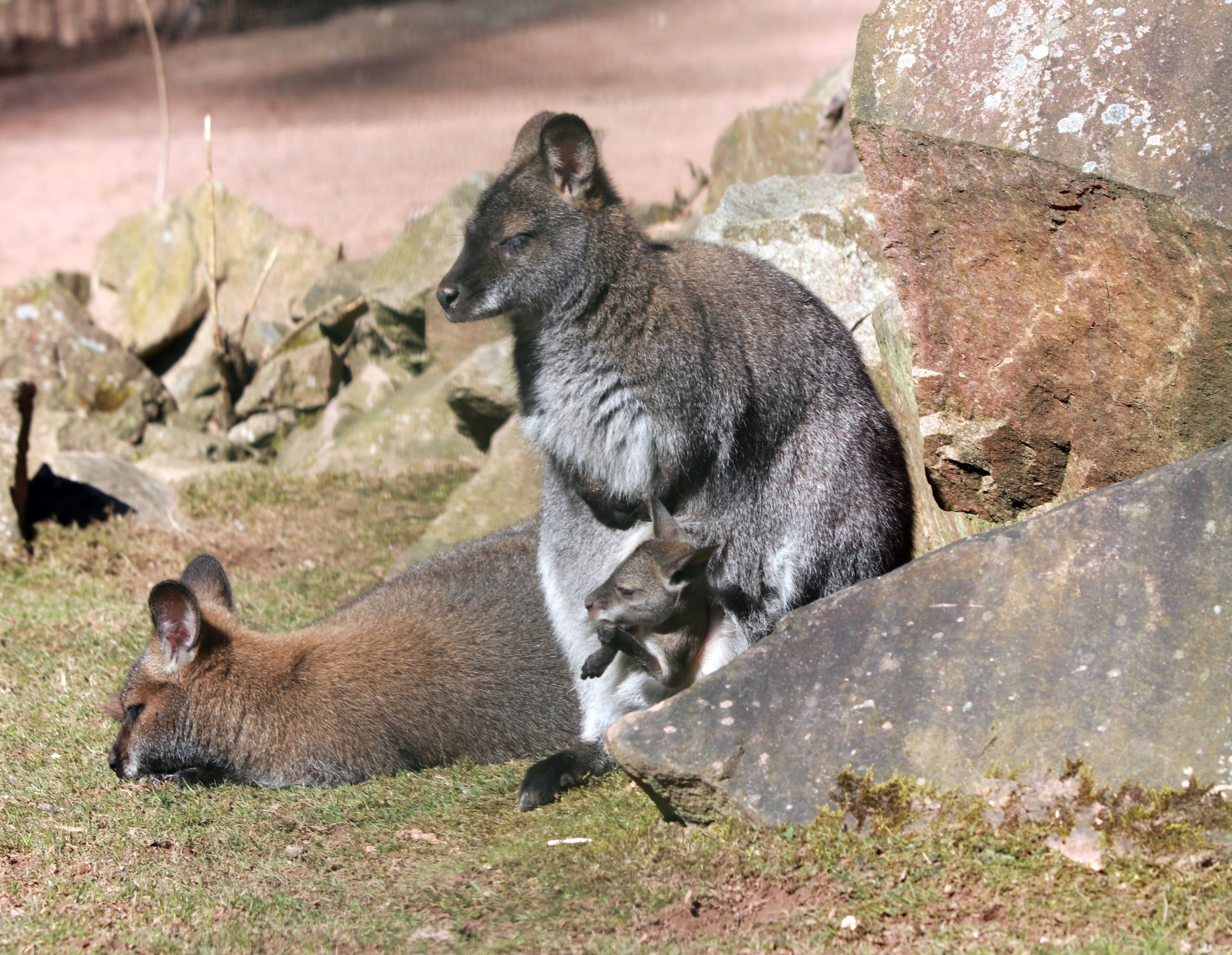 Offspring in the zoo's Australian enclosure: Chemnitz.de