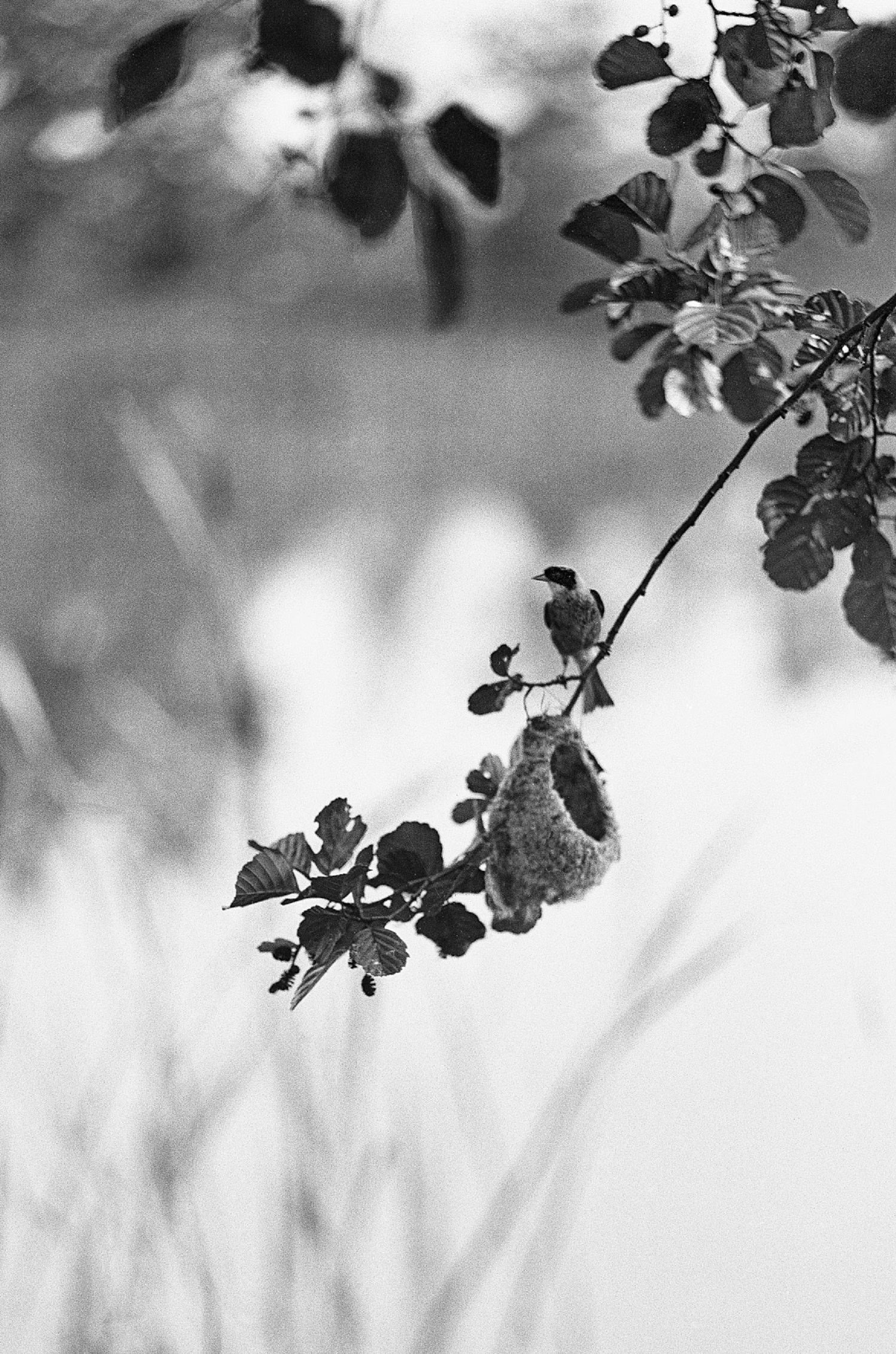 Special exhibition "Moments of light and shadow - the animal ...