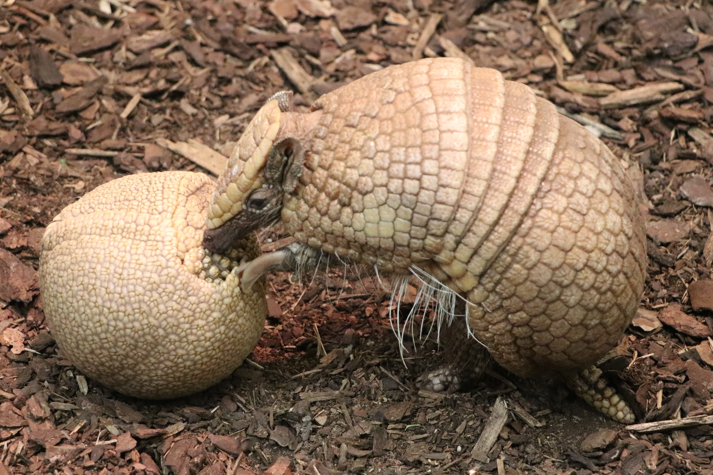 Tierpark: Multiple offspring in the marmoset house: Chemnitz.de