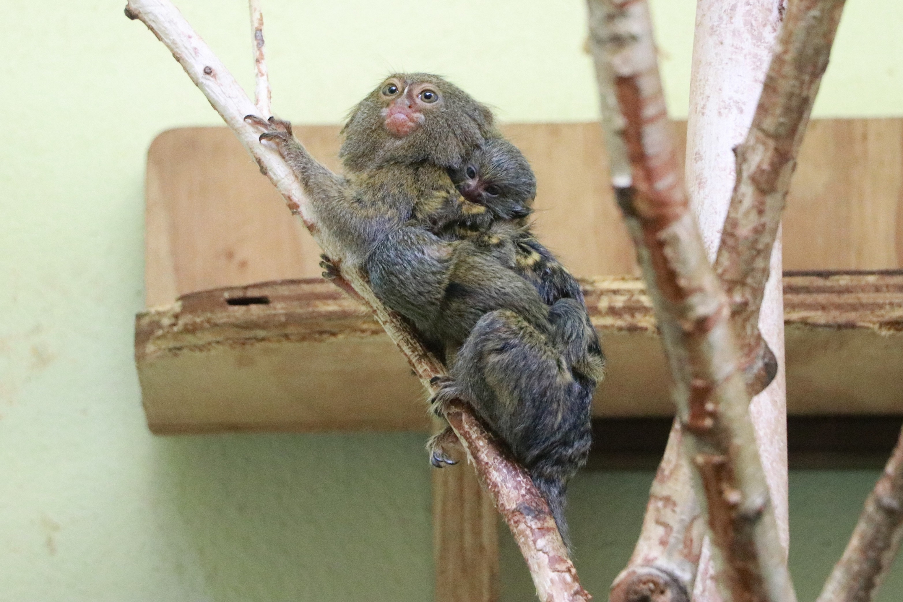 Tierpark: Multiple offspring in the marmoset house: Chemnitz.de