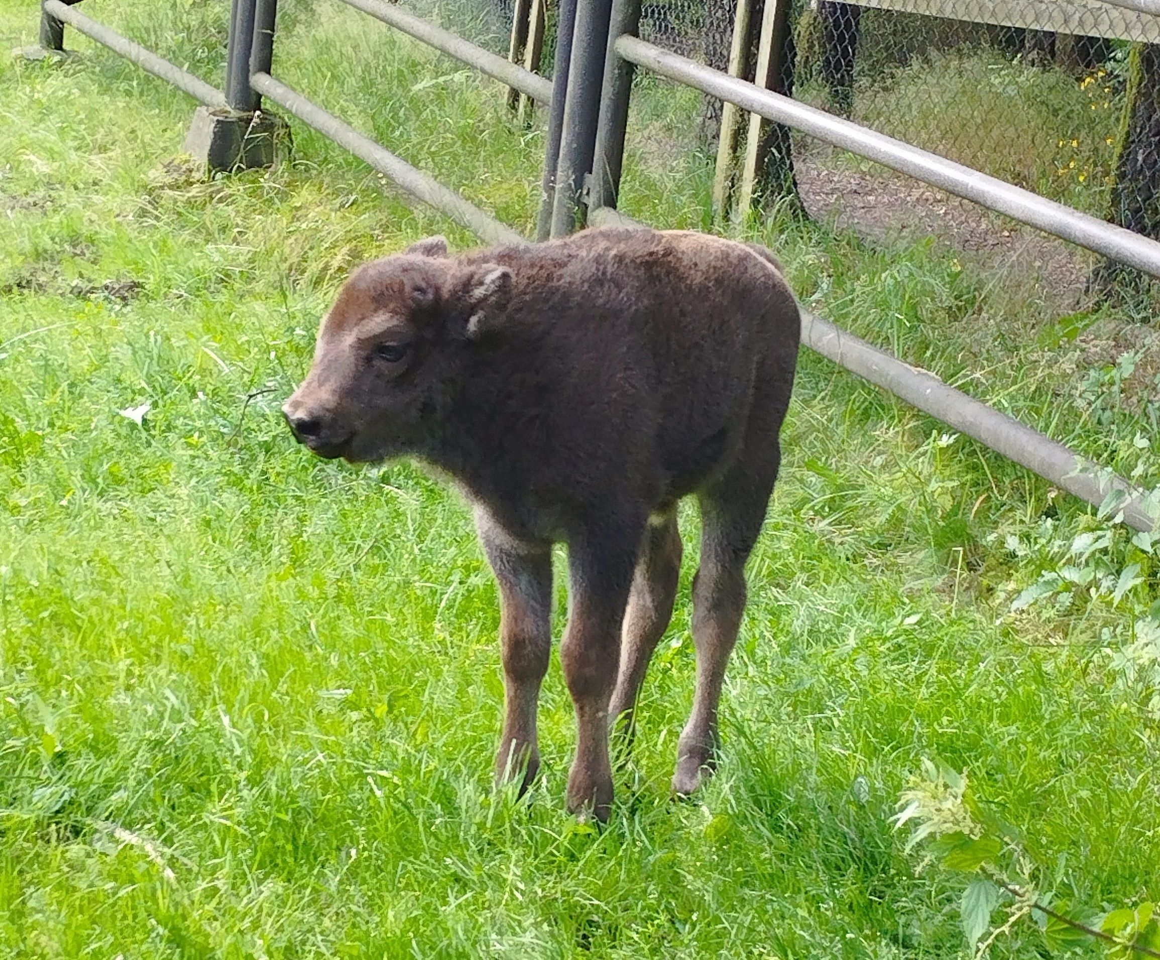Offspring of Europe's largest wild cattle: Chemnitz.de