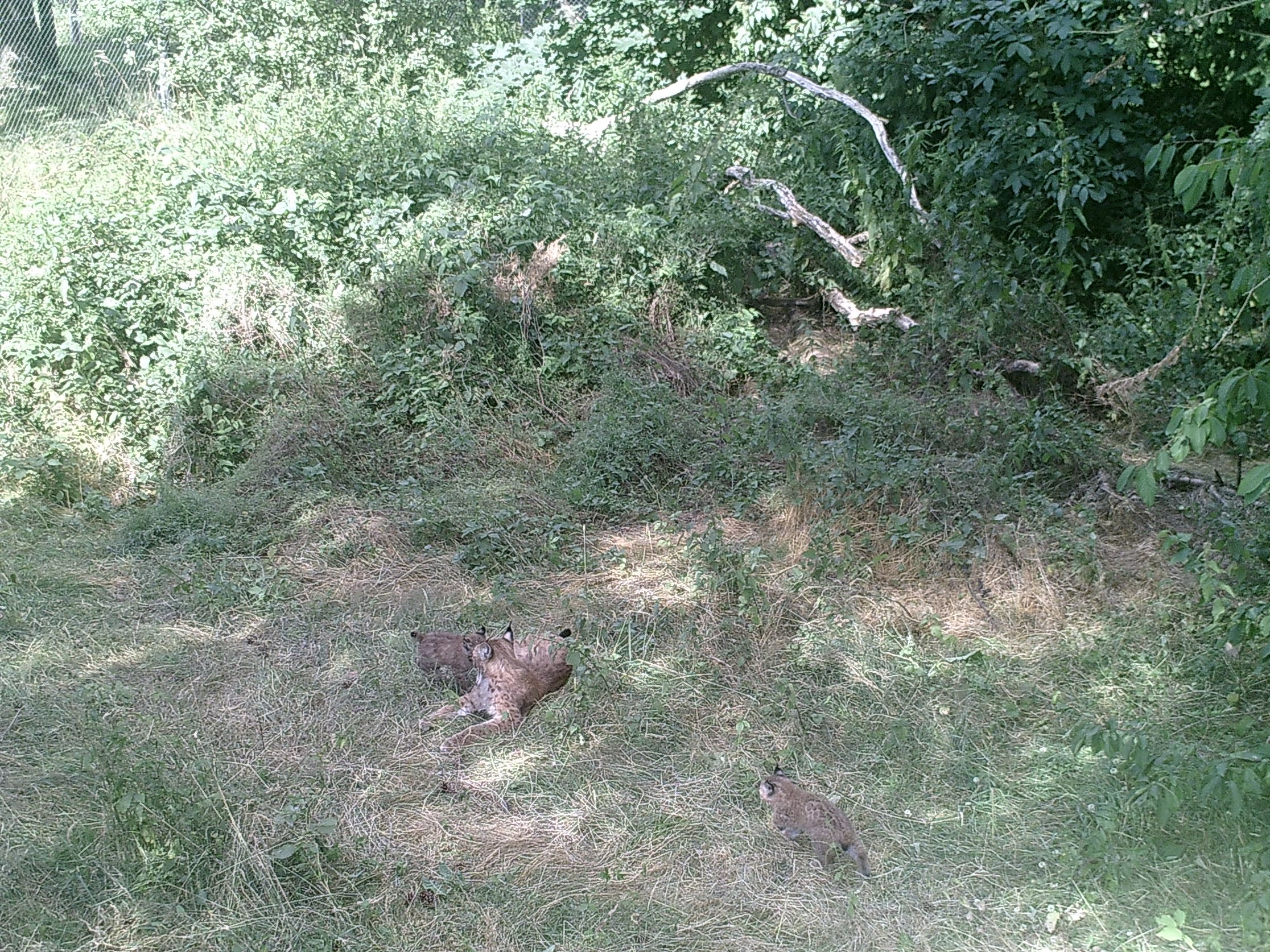 Offspring of the largest cat species in Germany: Chemnitz.de