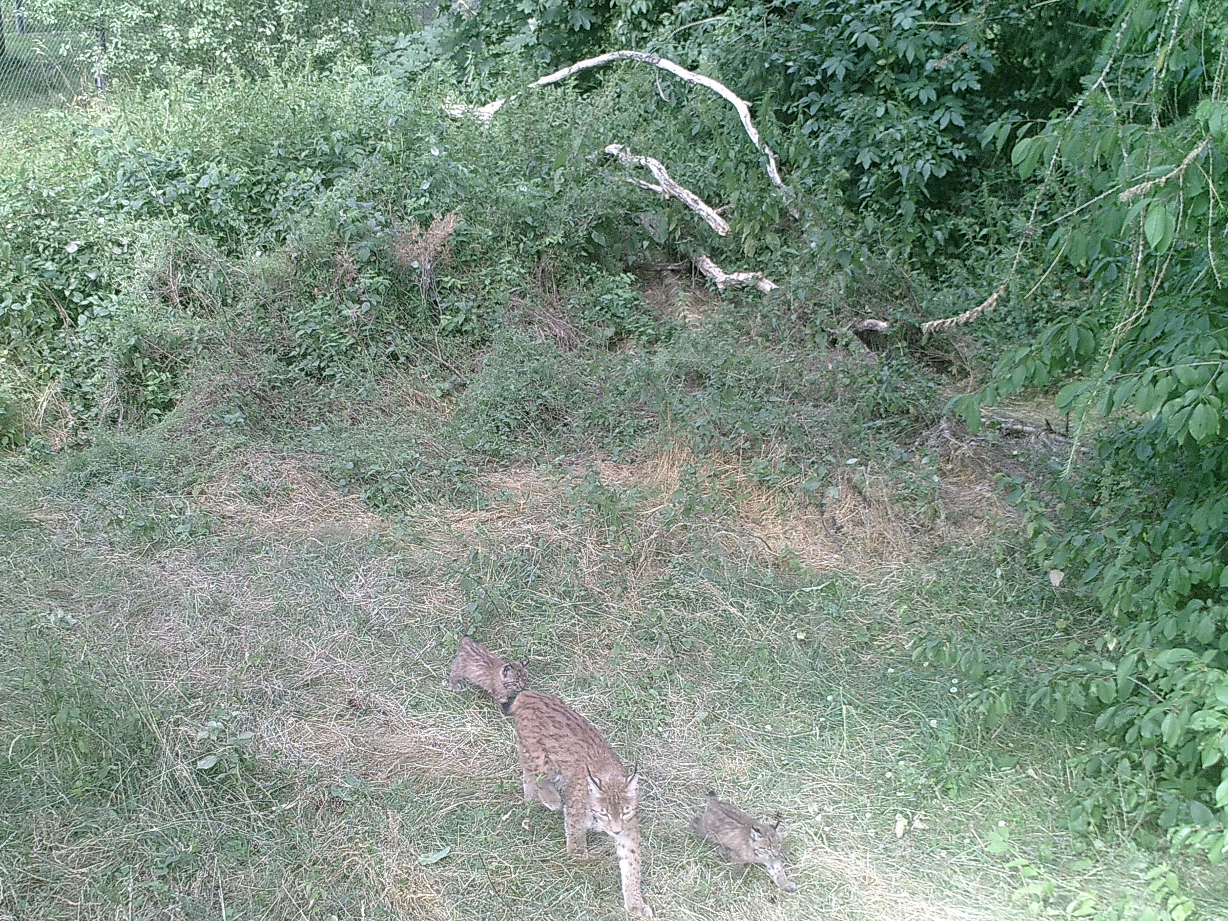 Offspring of the largest cat species in Germany: Chemnitz.de