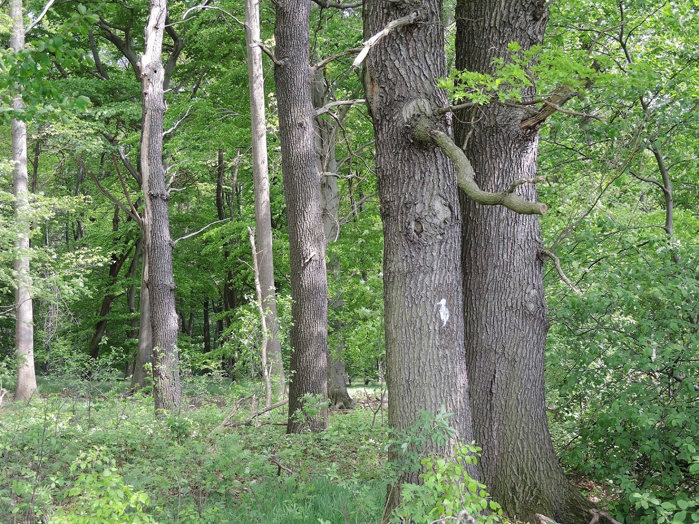 Guided tour through the Sechsruthenwald: Chemnitz.de