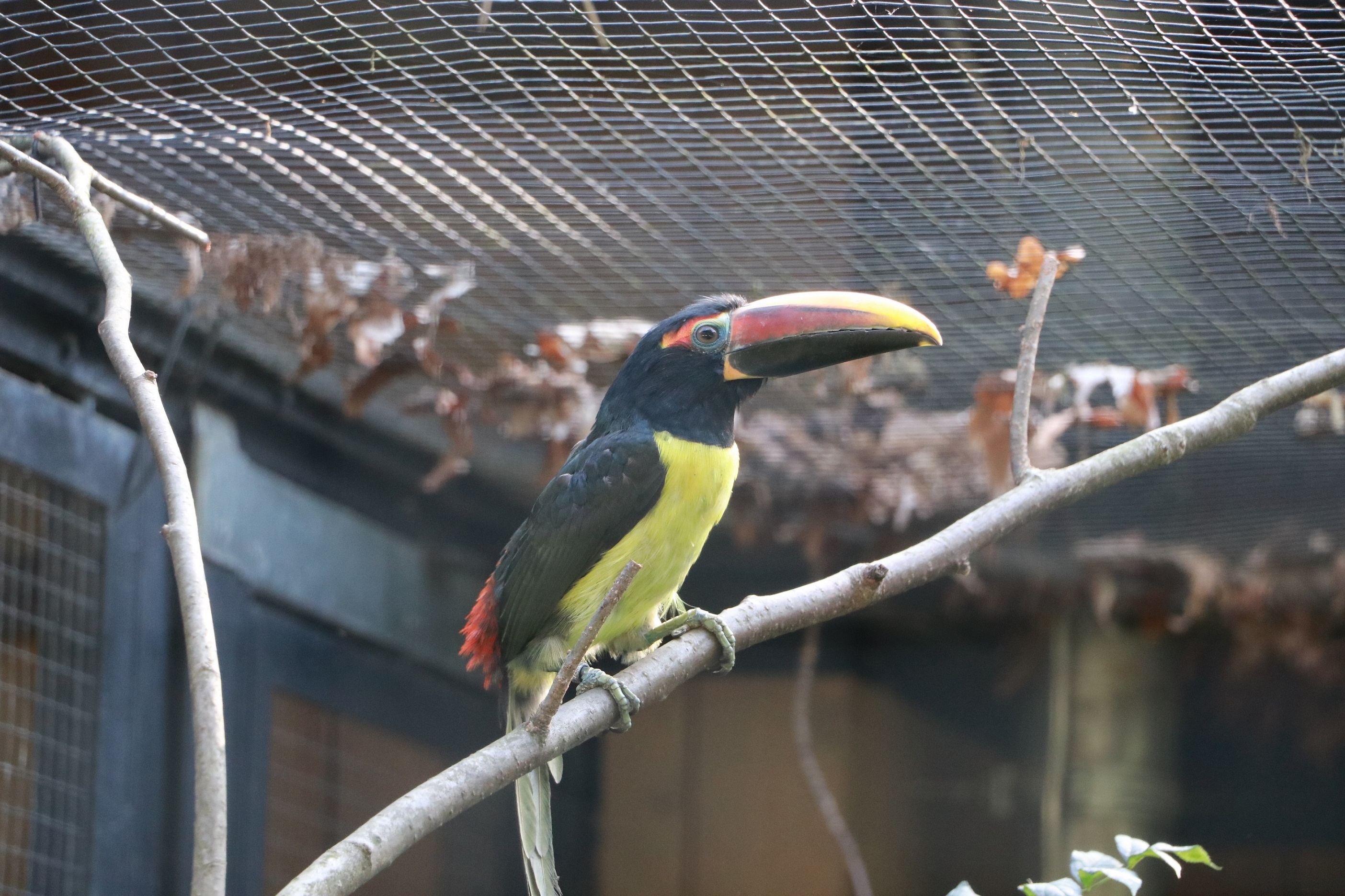 Chemnitz Zoo: Two new bird species have moved in: Chemnitz.de