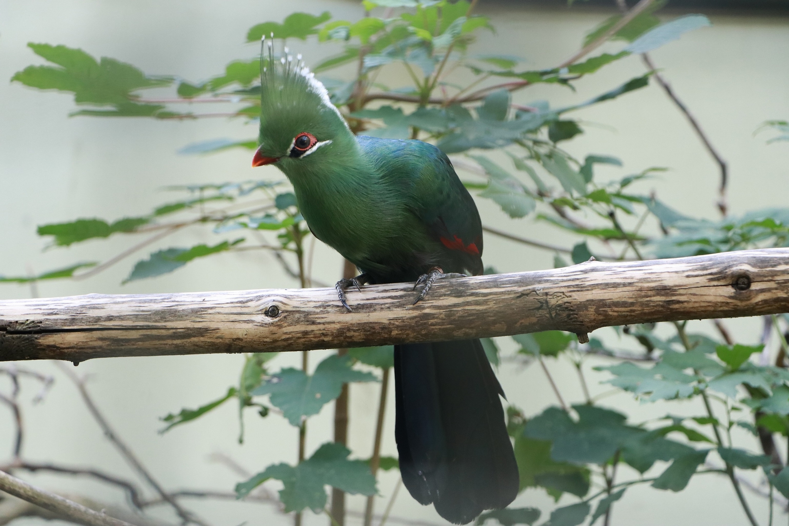 Chemnitz Zoo: Two new bird species have moved in: Chemnitz.de