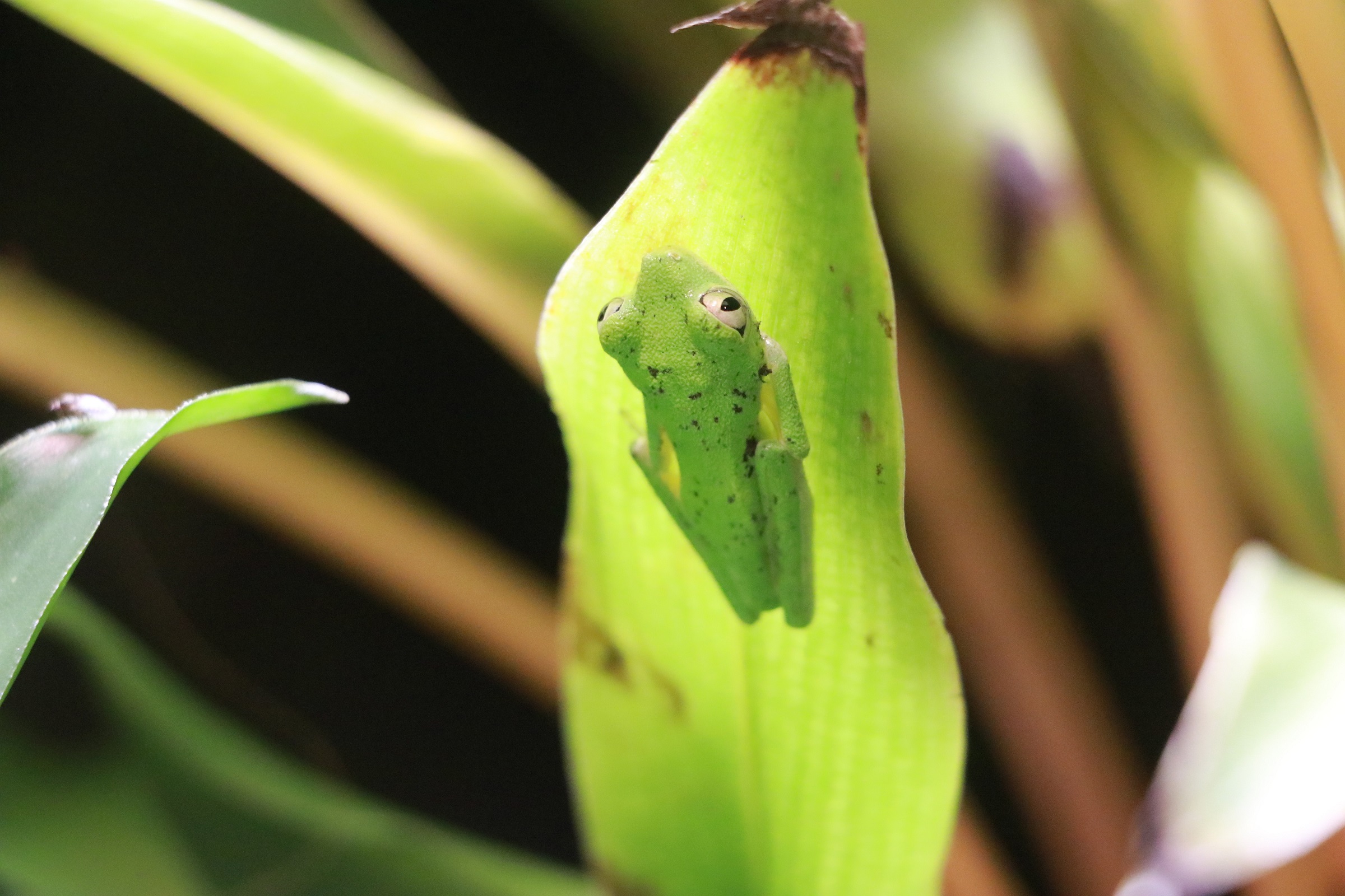 Tierpark Chemnitz: New rare amphibian species on display: Chemnitz.de