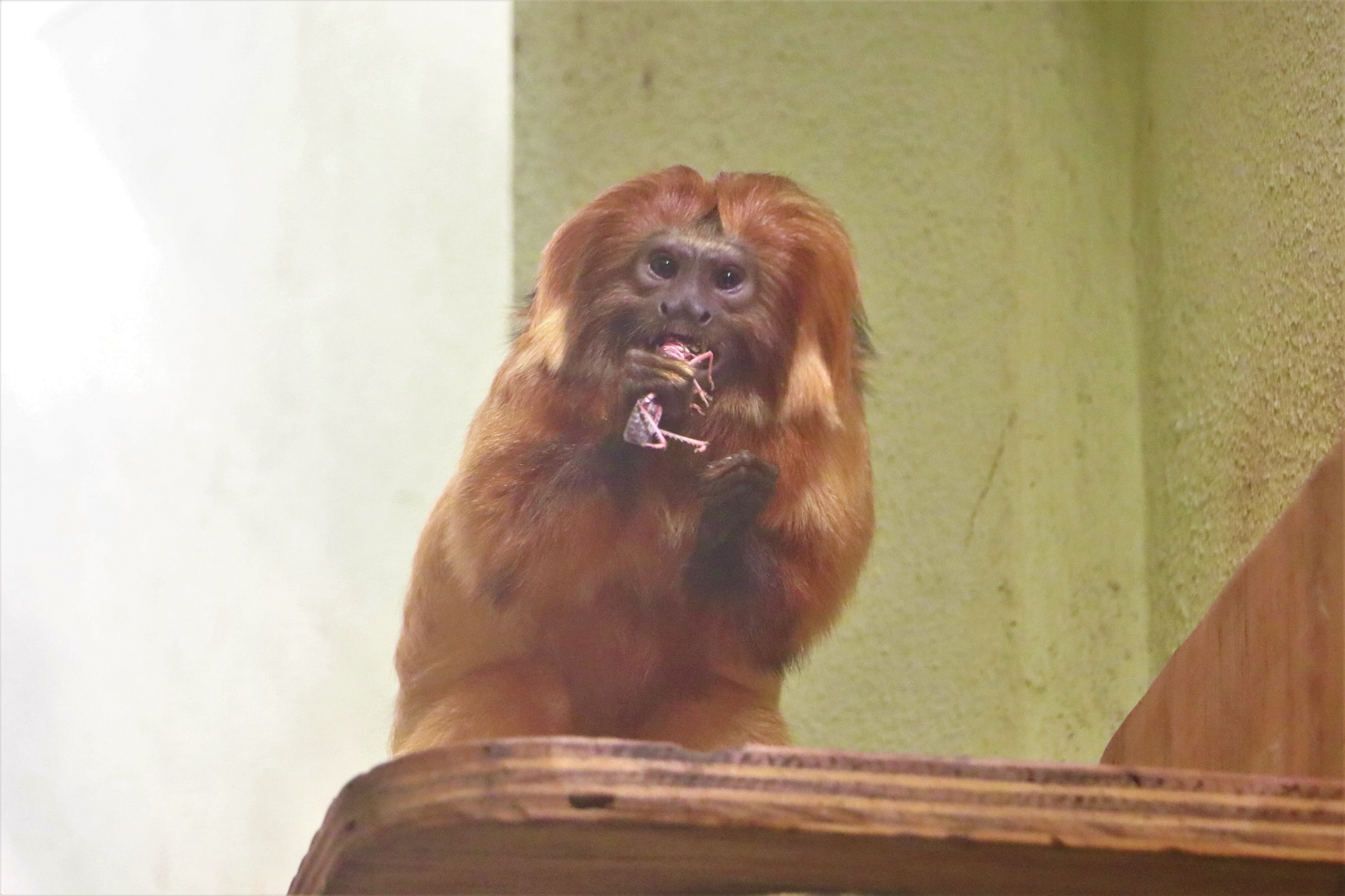 Chemnitz Zoo: New resident in the marmoset house: Chemnitz.de