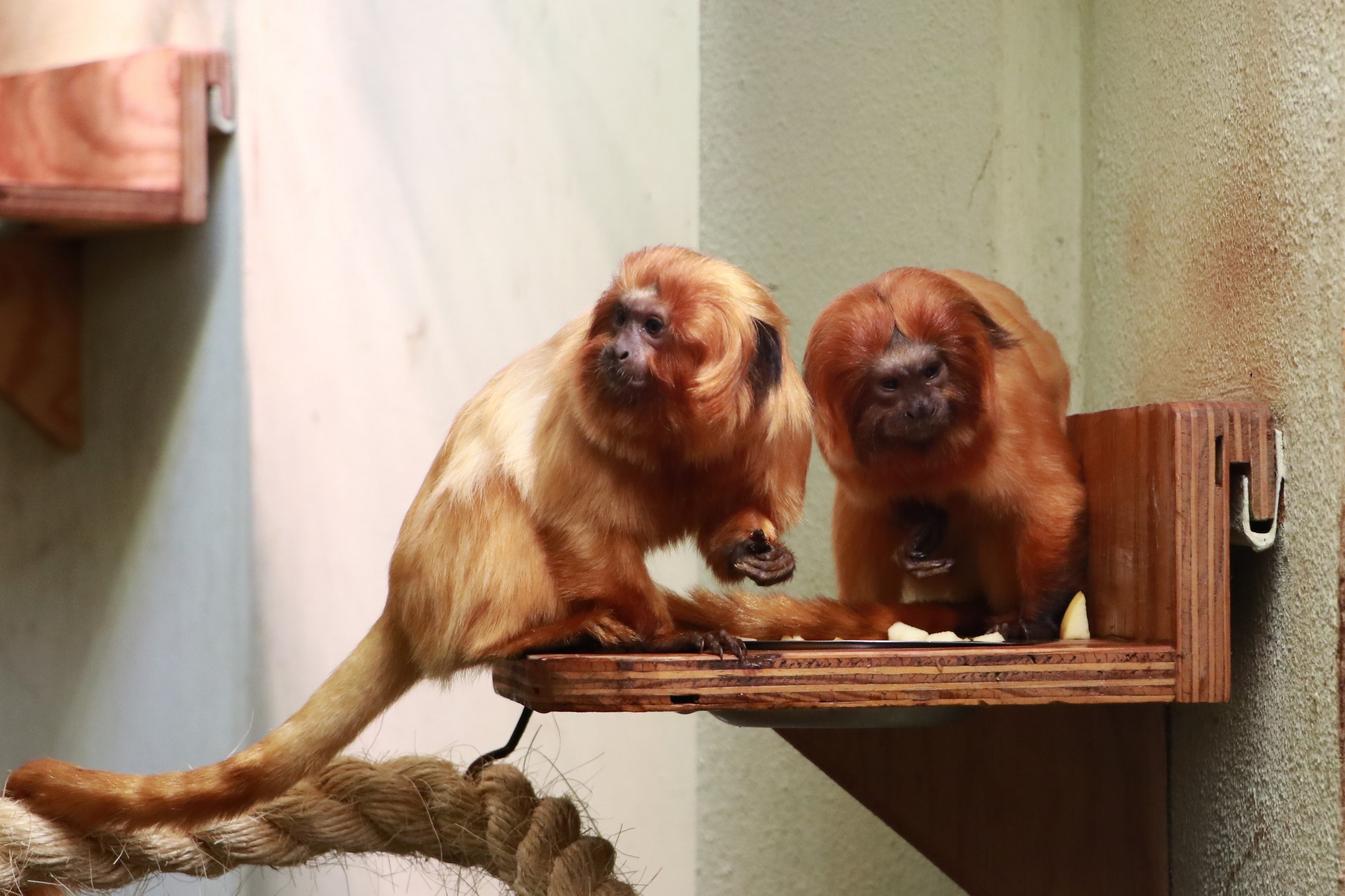 Chemnitz Zoo: New resident in the marmoset house: Chemnitz.de