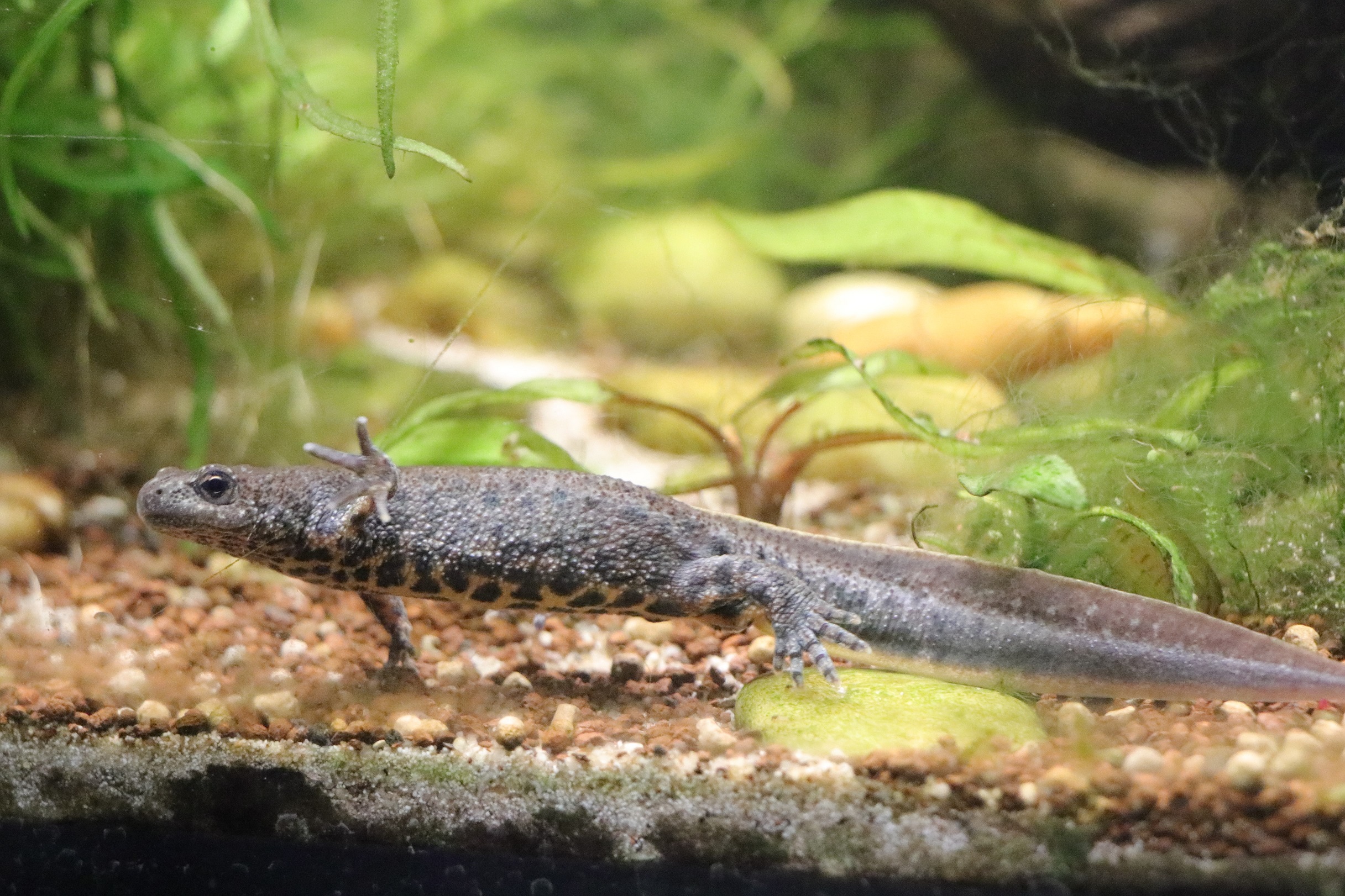 New rare amphibian species at Chemnitz Zoo: Chemnitz.de