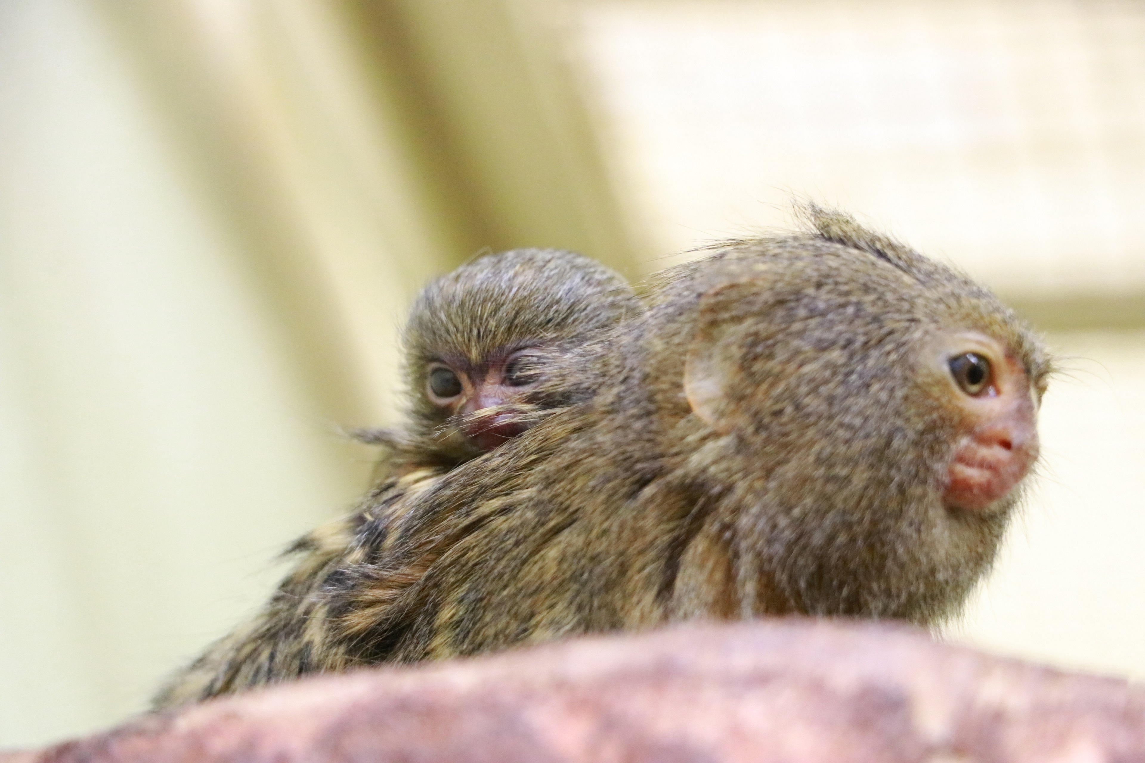 Chemnitz Zoo: Offspring among the pygmy marmosets: Chemnitz.de