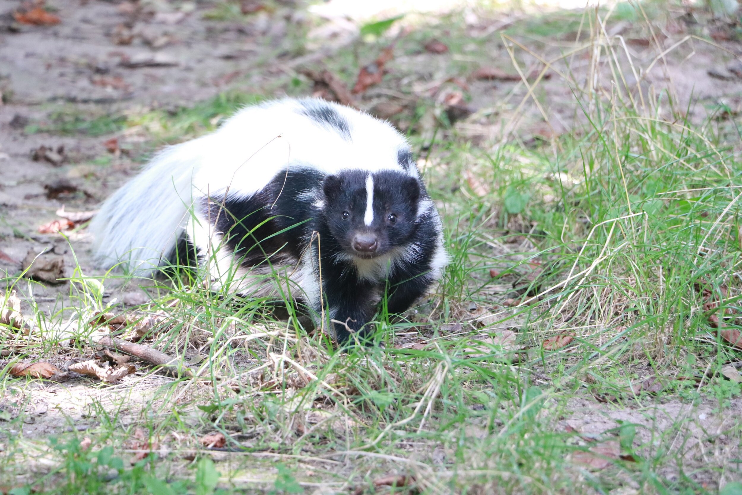 Tierpark Chemnitz: New species of striped skunk arrives: Chemnitz.de