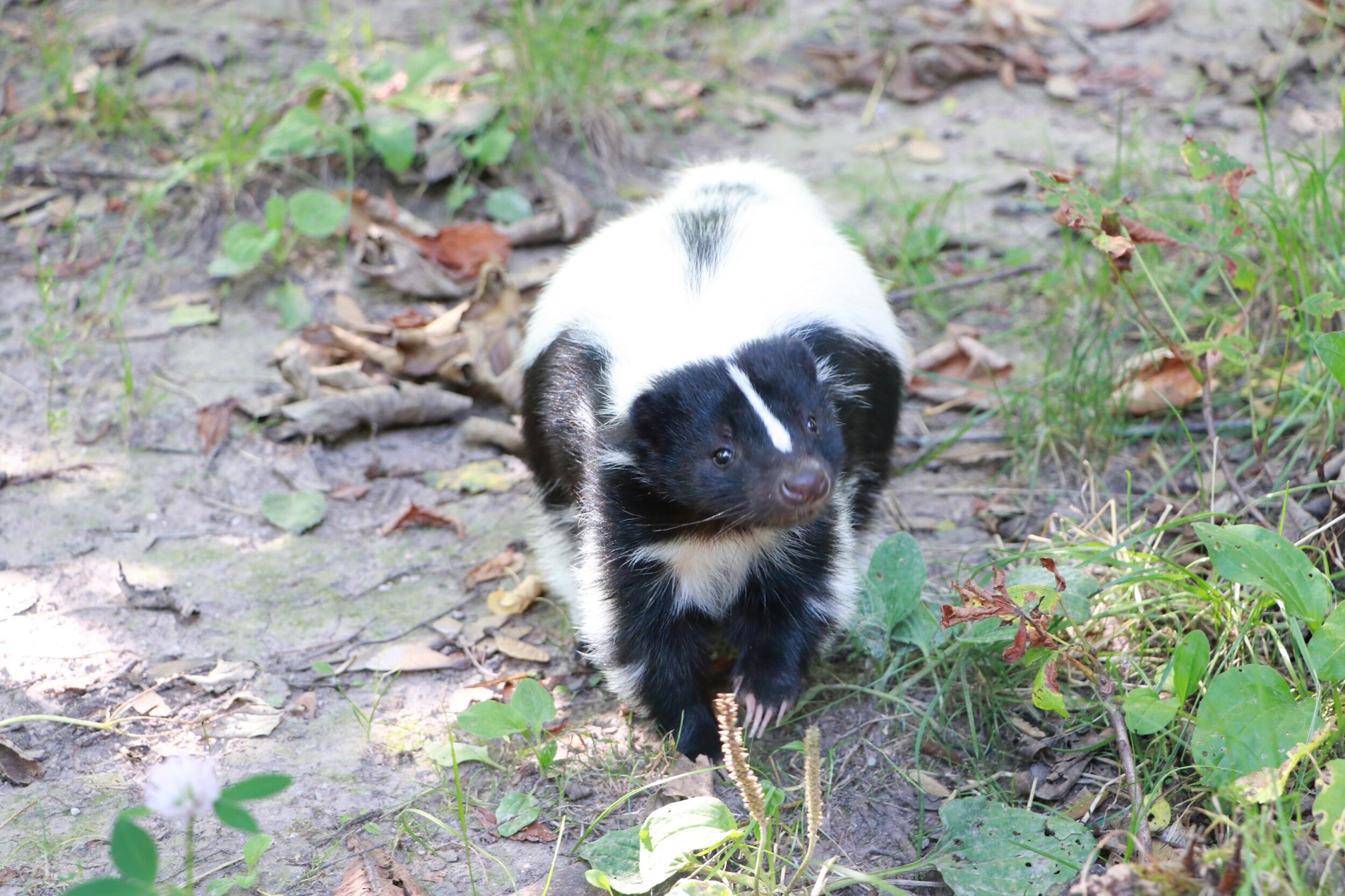 Tierpark Chemnitz: New species of striped skunk arrives: Chemnitz.de
