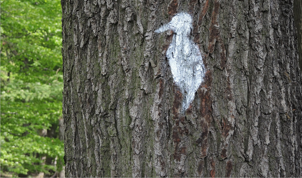 Guided tour through the Sechsruthenwald: Chemnitz.de