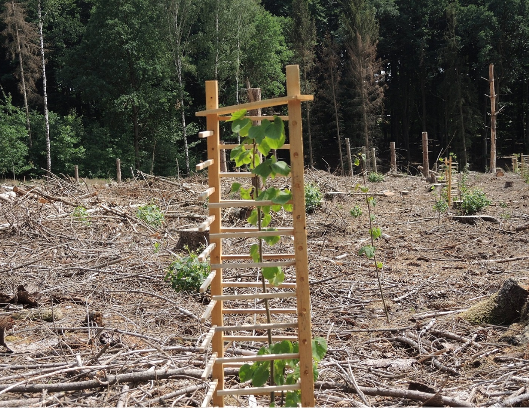 Guided tour through the Sechsruthenwald: Chemnitz.de