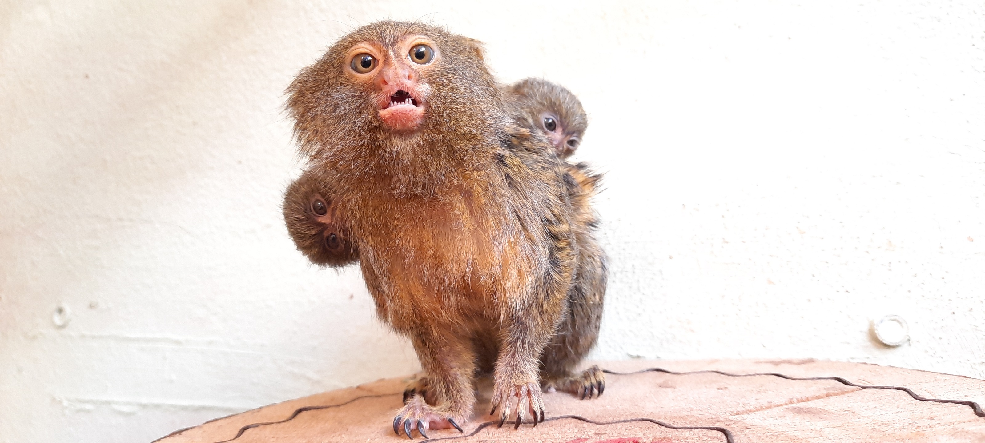 Chemnitz Zoo: Double offspring in the marmoset house: Chemnitz.de