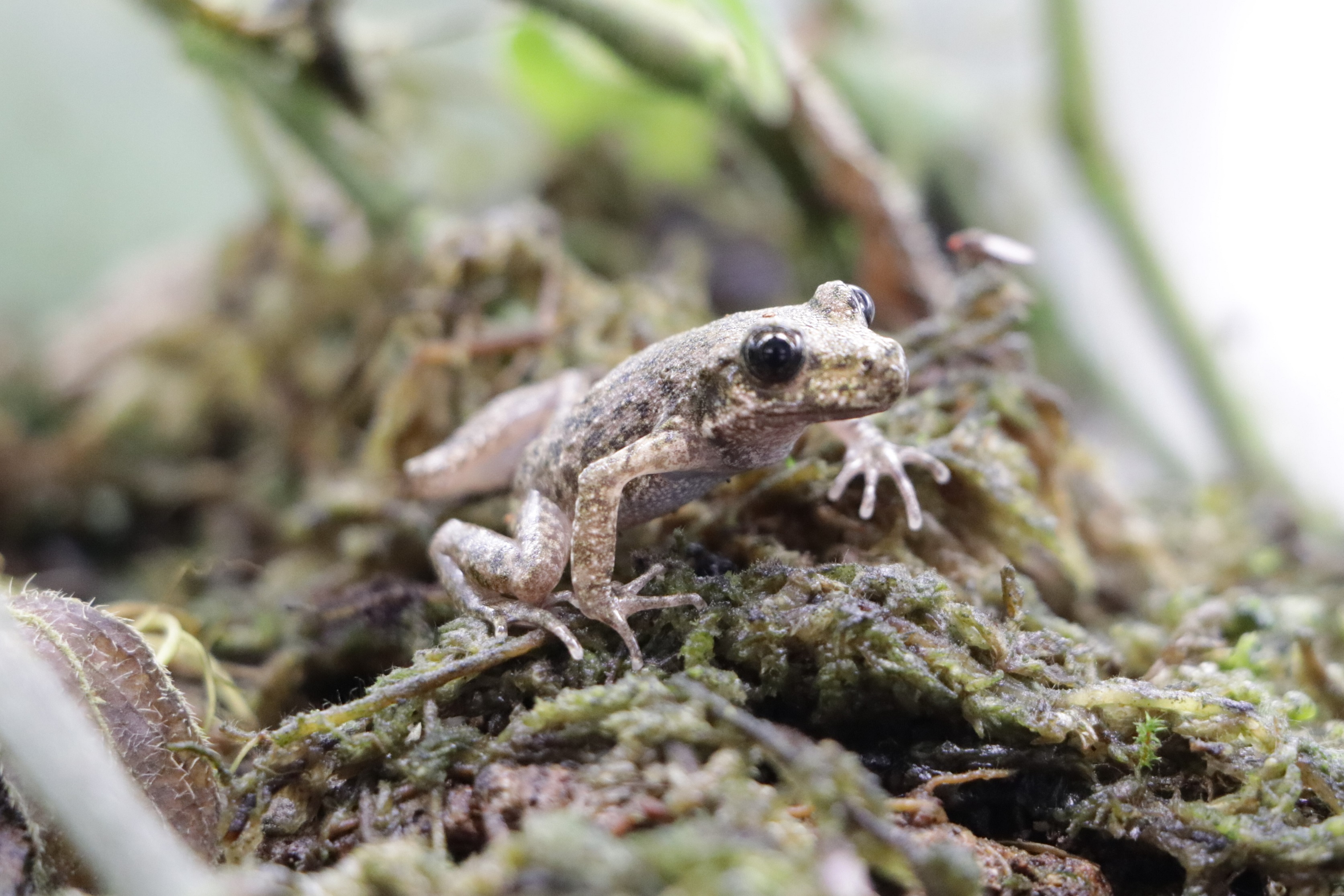 Tierpark Chemnitz: Anniversary celebration on 2 June from 10 am to 6 pm ...