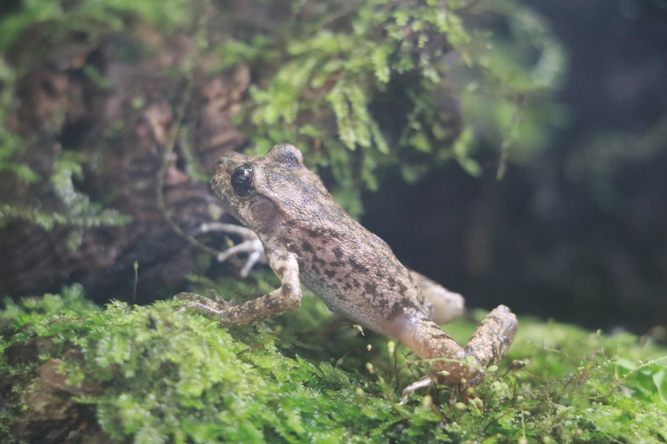 Tierpark Chemnitz: Anniversary celebration on 2 June from 10 am to 6 pm ...