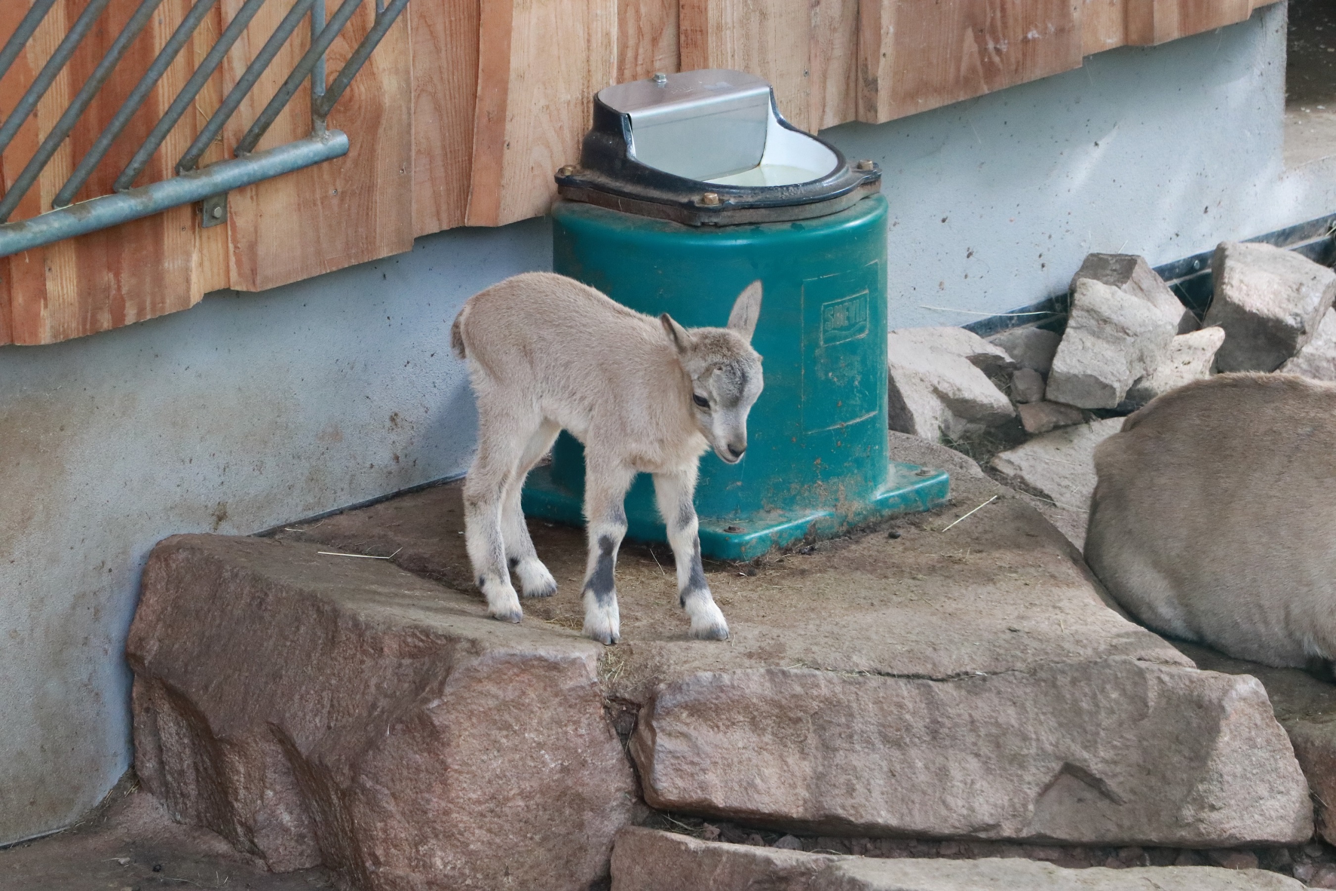 Offspring of the West Caucasian ibex: Chemnitz.de