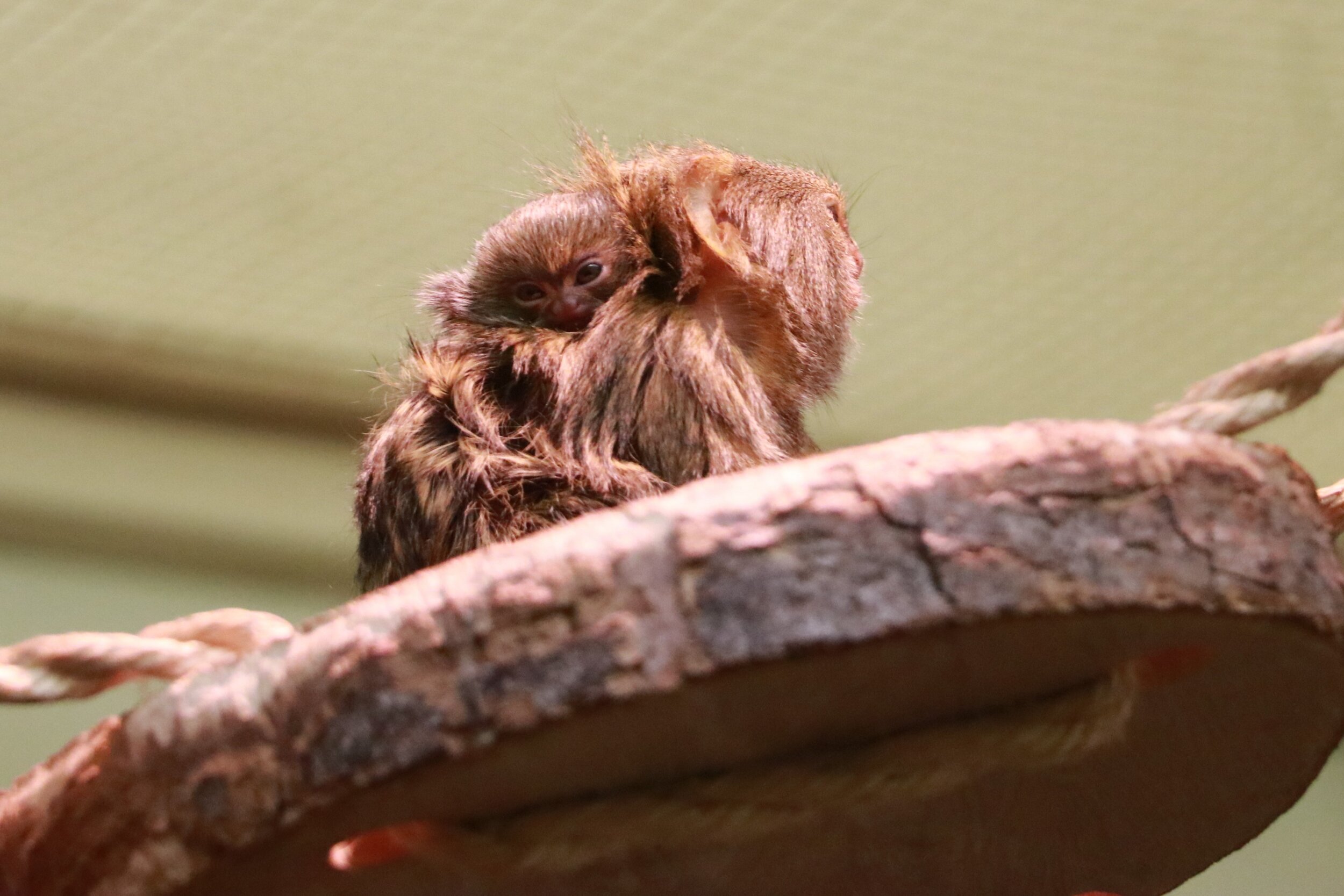 Chemnitz Zoo: Double offspring in the marmoset house: Chemnitz.de