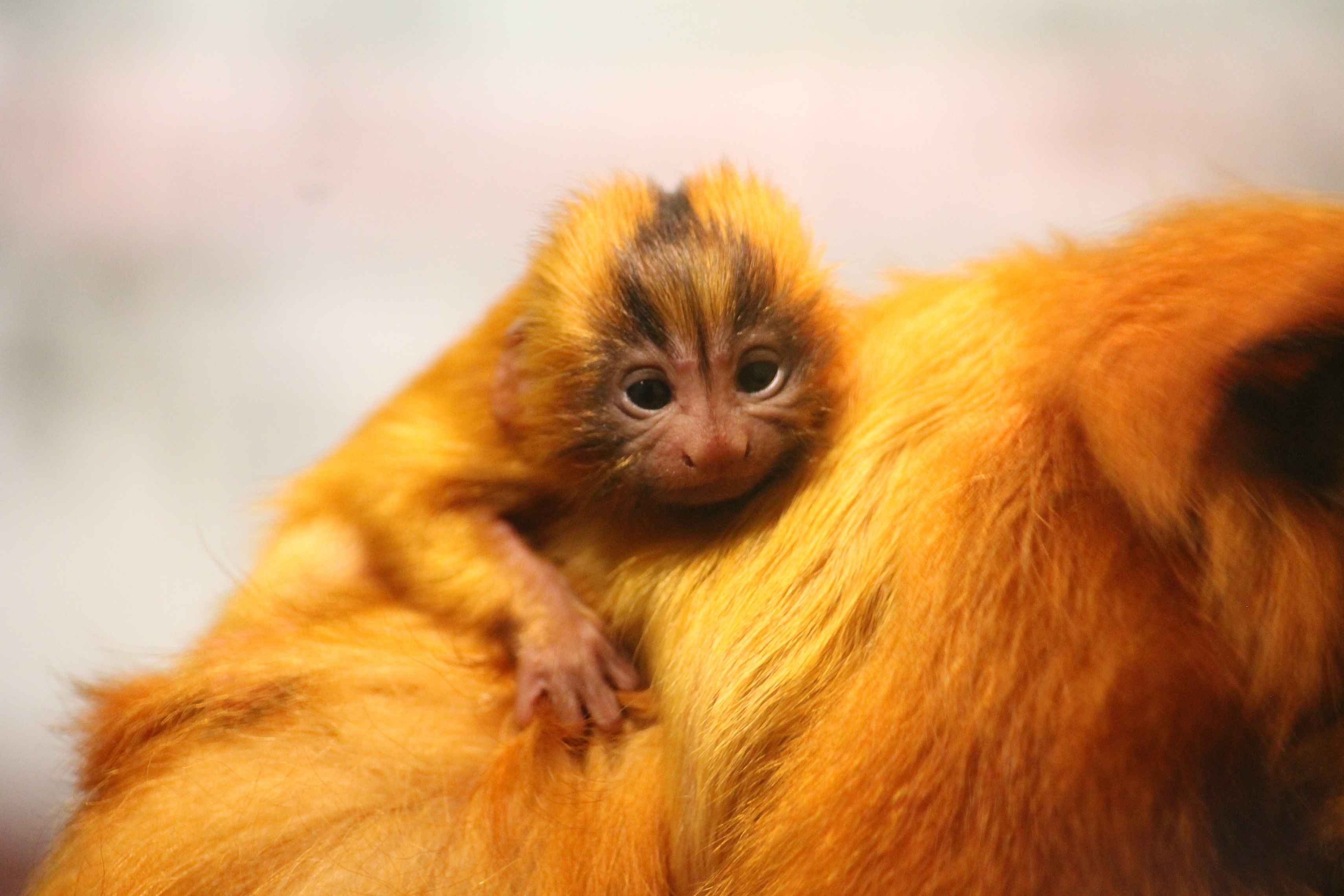 Twins with the golden yellow lion tamarins: Chemnitz.de