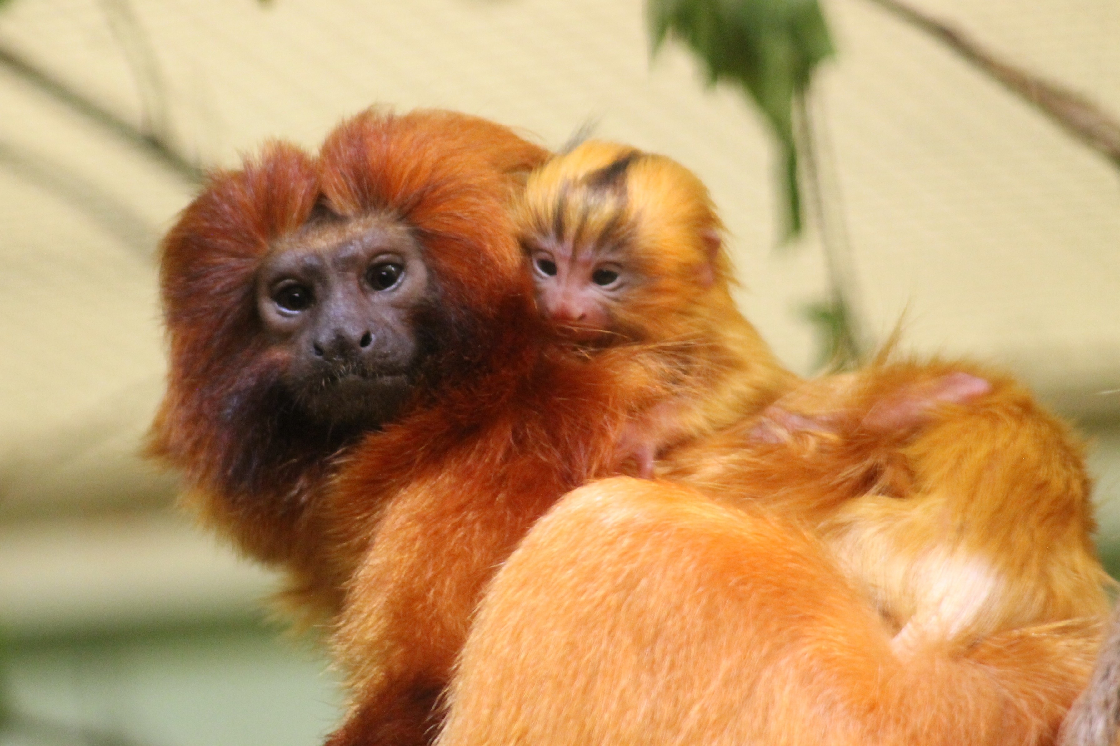 Twins with the golden yellow lion tamarins: Chemnitz.de
