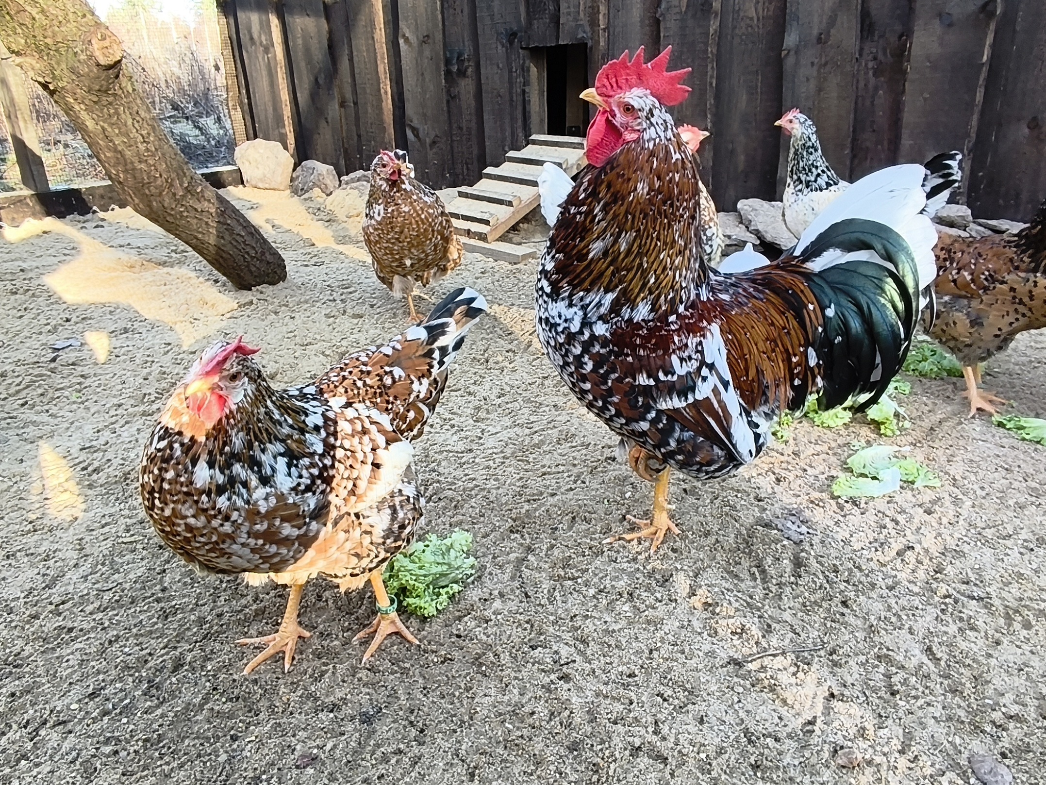 Neue Außengehege im Wildgatter fertiggestellt: Chemnitz.de